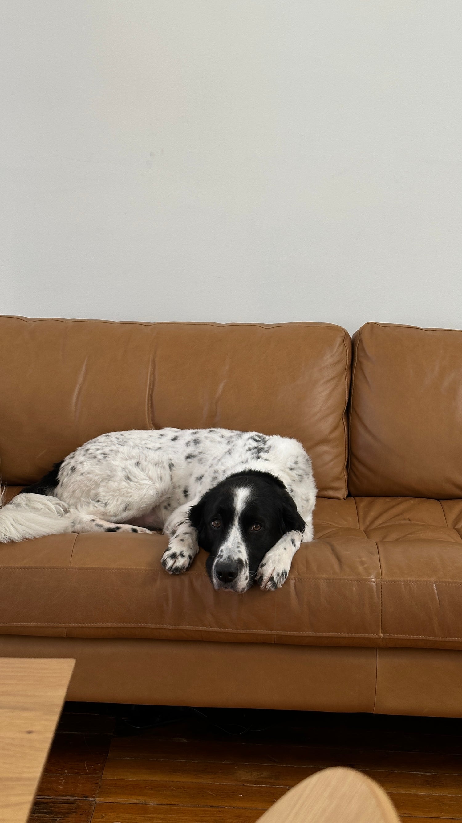 cow dog